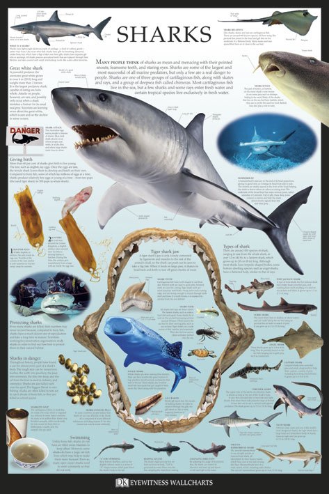 Shark Posters For Kids