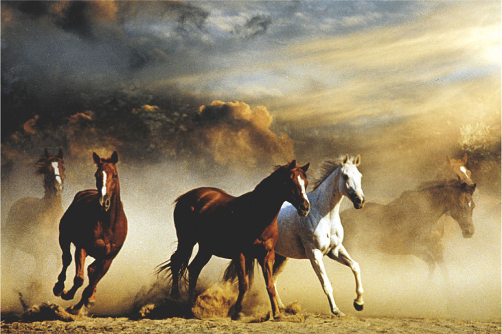 Wild Animal Stampede